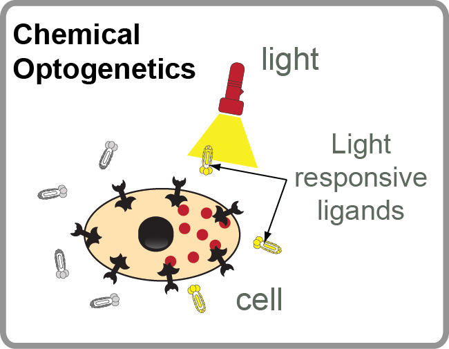 Research – Derda Research Group